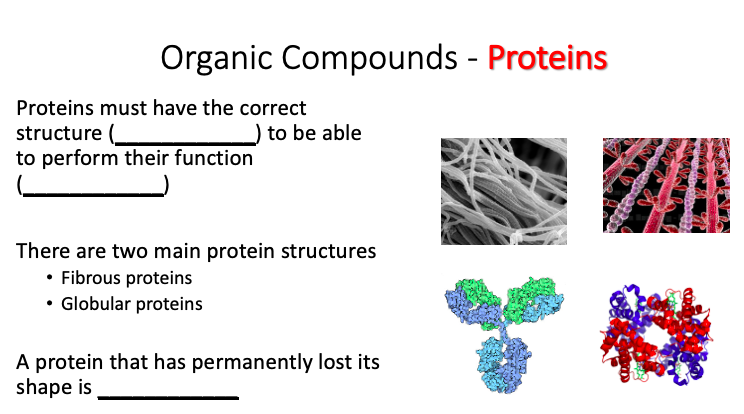 Solved Organic Compounds - Proteins Proteins must have the | Chegg.com