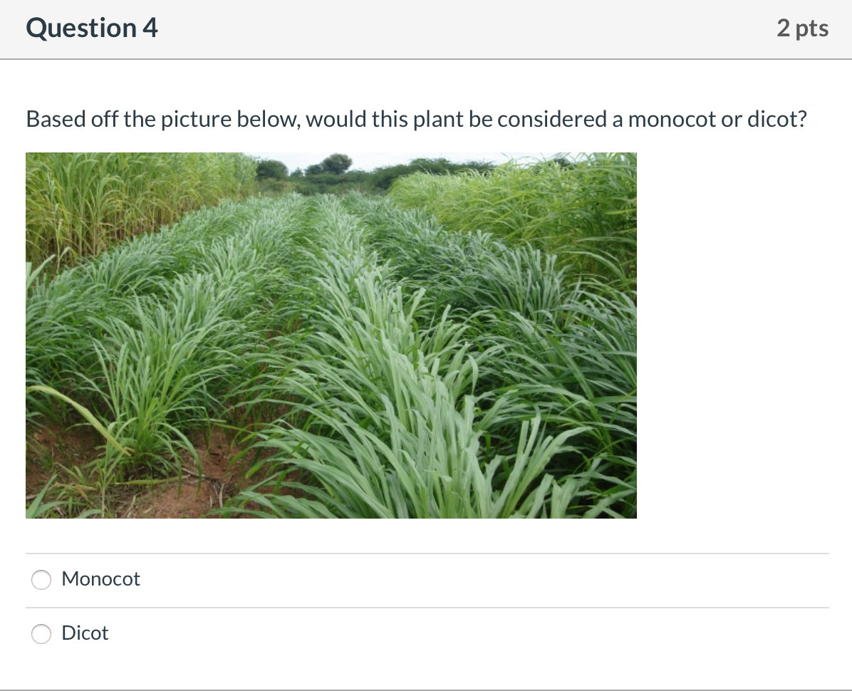 Solved Question 4 2 pts Based off the picture below, would | Chegg.com