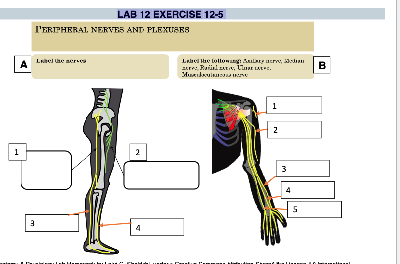 Solved LAB 12 EXERCISE 12-5 PERIPHERAL NERVES AND PLEXUSES | Chegg.com