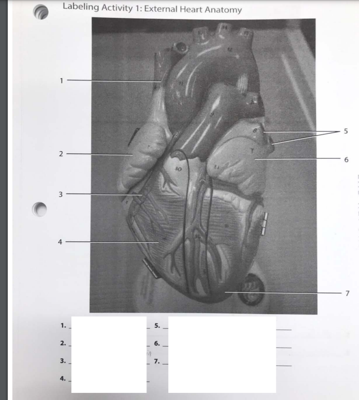 Solved Right 2 LAB REPORT 1. 3. 2. Labeling Activity 1: | Chegg.com