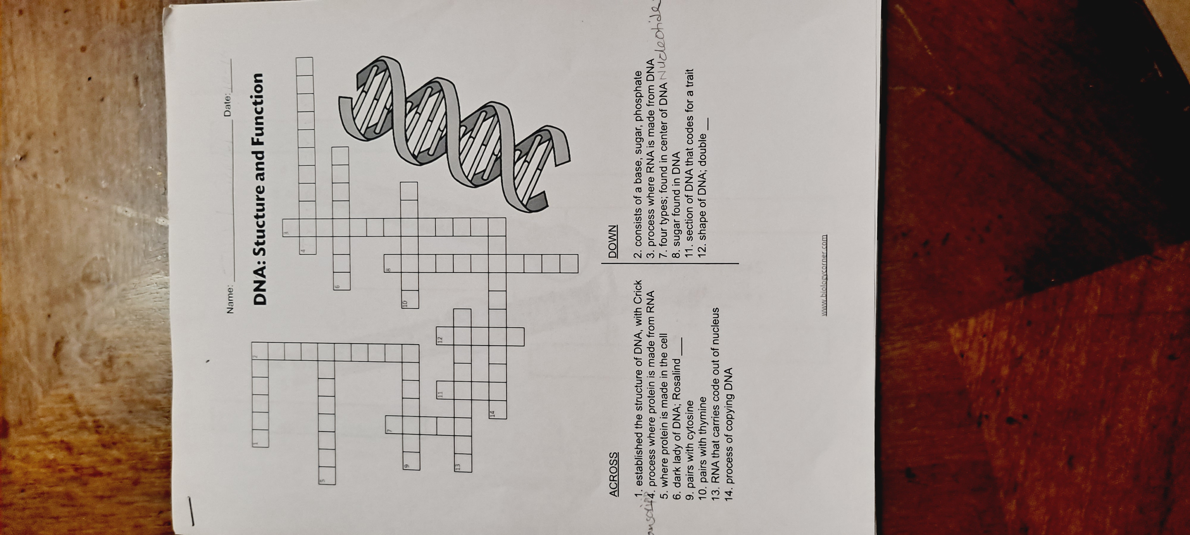 Solved ACROSS 1. established the structure of DNA, with | Chegg.com