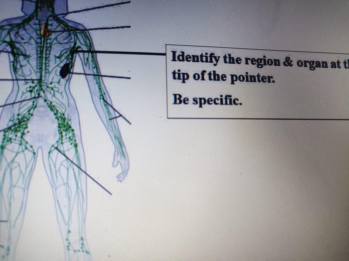 Solved Identify the region & organ at ti tip of the pointer. | Chegg.com