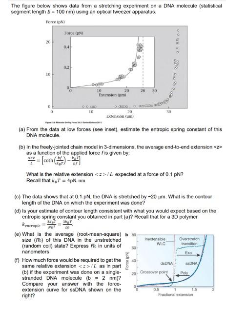 The figure below shows data from a stretching | Chegg.com