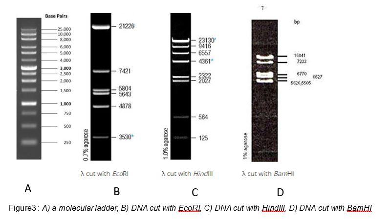 Solved Question 1 Restriction Sites Of Lambda λ Dna In 