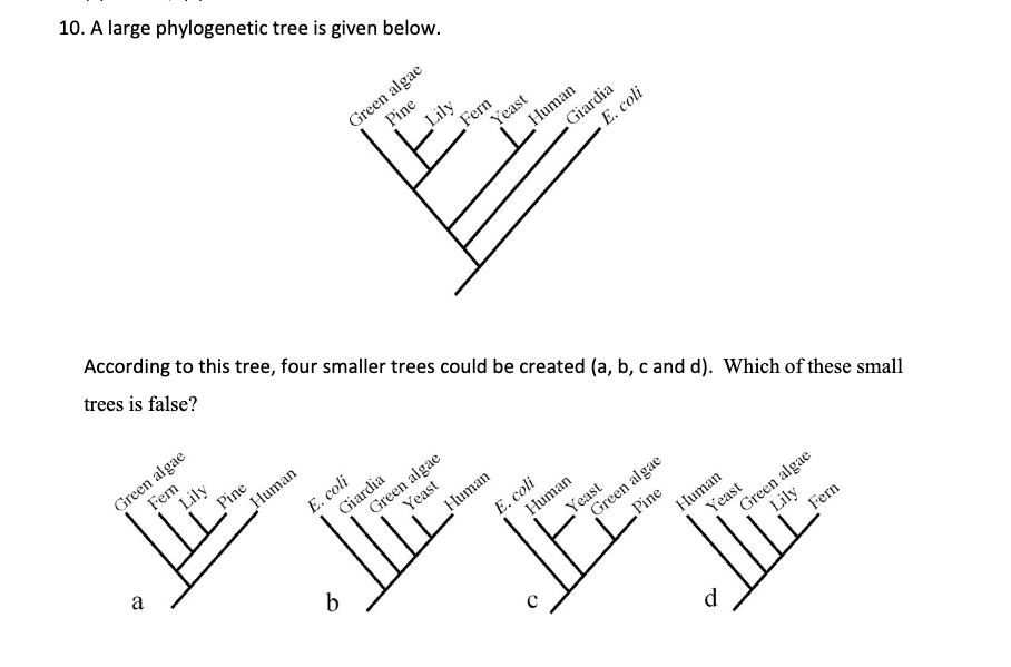Solved 10. A large phylogenetic tree is given below | Chegg.com
