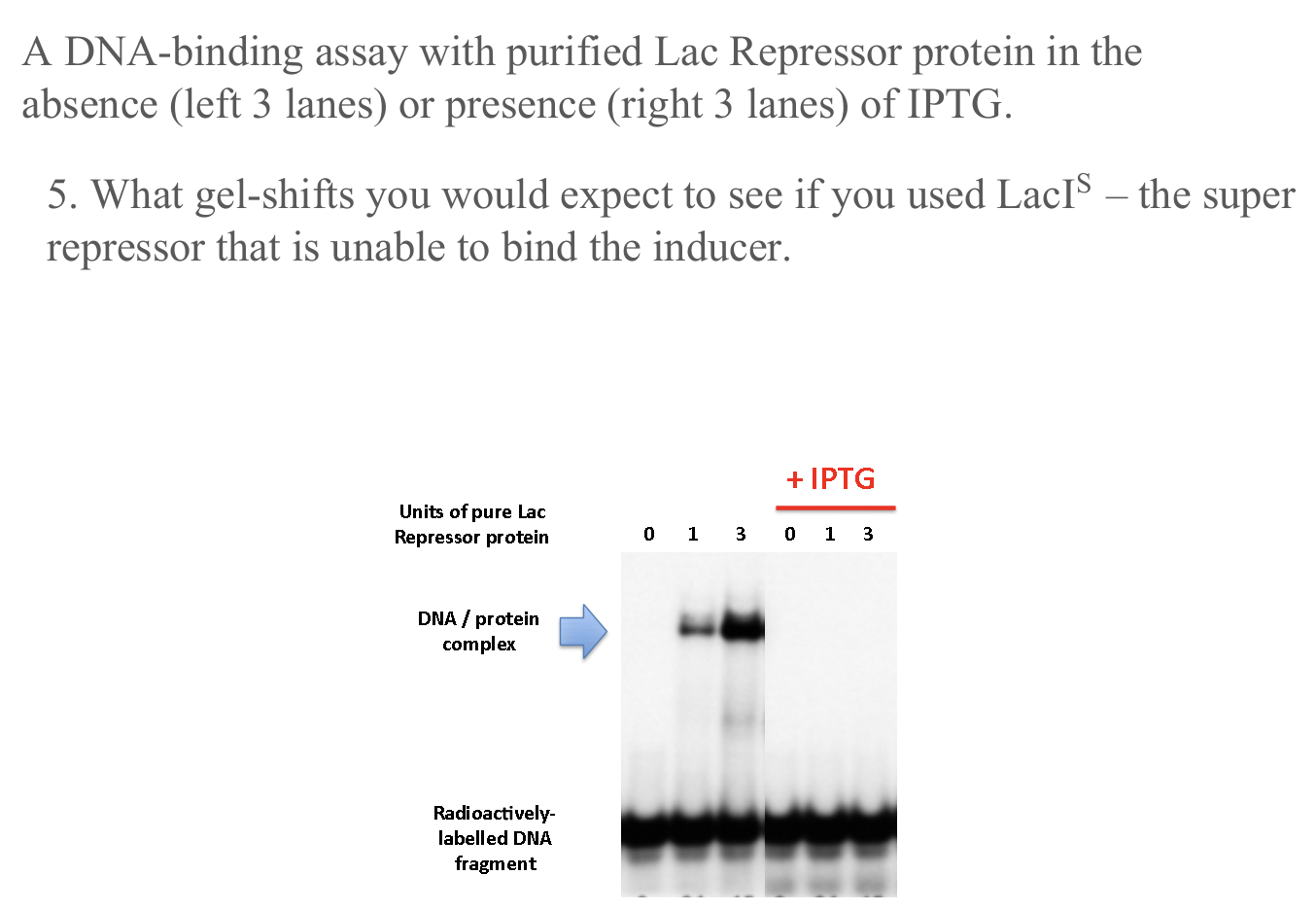 Solved A DNA-binding assay with purified Lac Repressor | Chegg.com