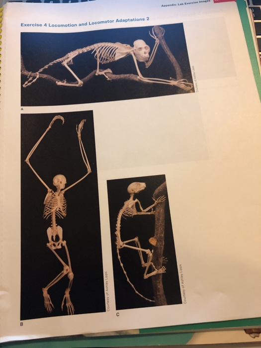 Primate EXERCISE LOCOMOTION AND LOCOMOTOR ADAPTATIONS | Chegg.com