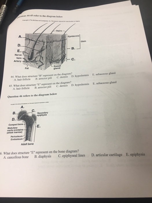 Solved What Does Structure B Represent On The Diagram Chegg