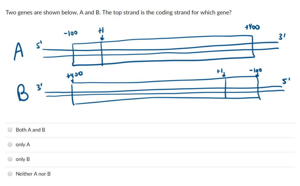 Solved Two genes are shown below, A and B. The top strand is | Chegg.com