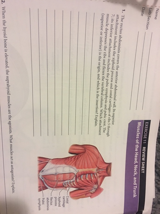 Solved Name Lab Section Date EXERCISE 11 REVIEW SHEET | Chegg.com
