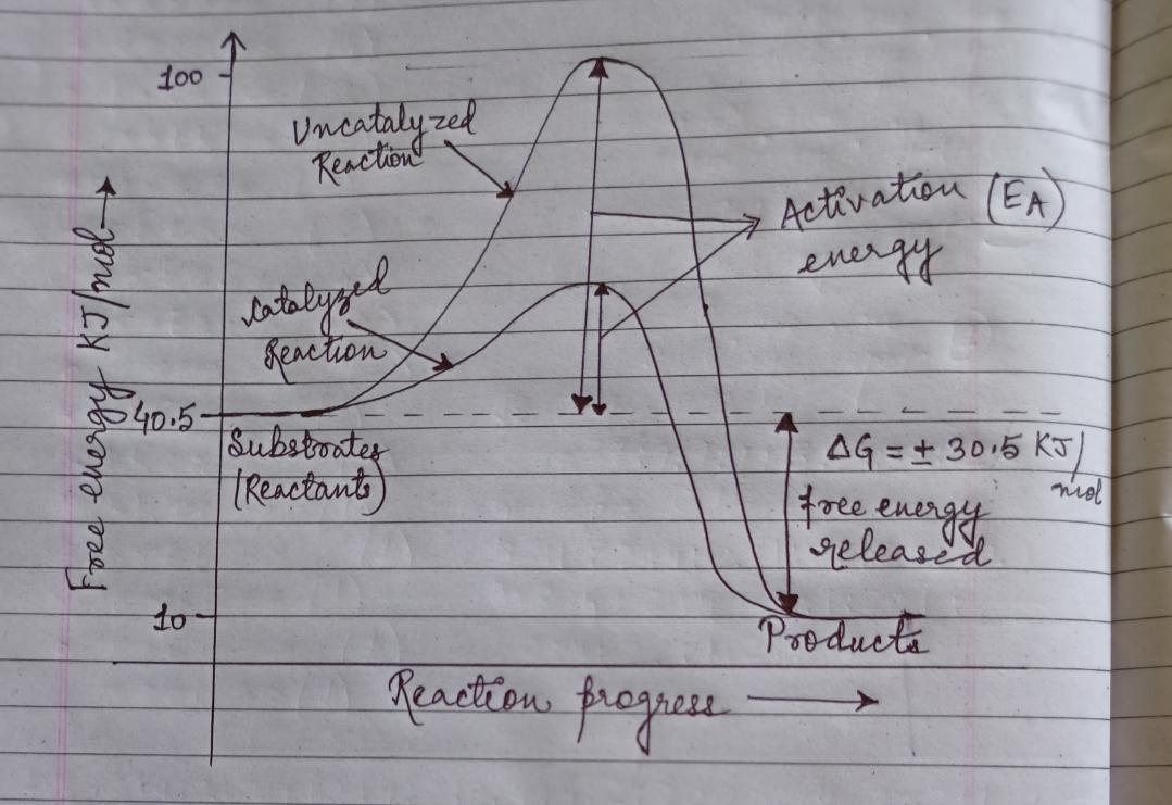Solved The hydrolysis of GTP to GDP is a reversible reaction | Chegg.com