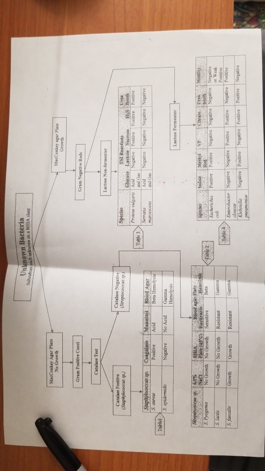 Solved sketch a dichotomous key in identifying unknown gram | Chegg.com