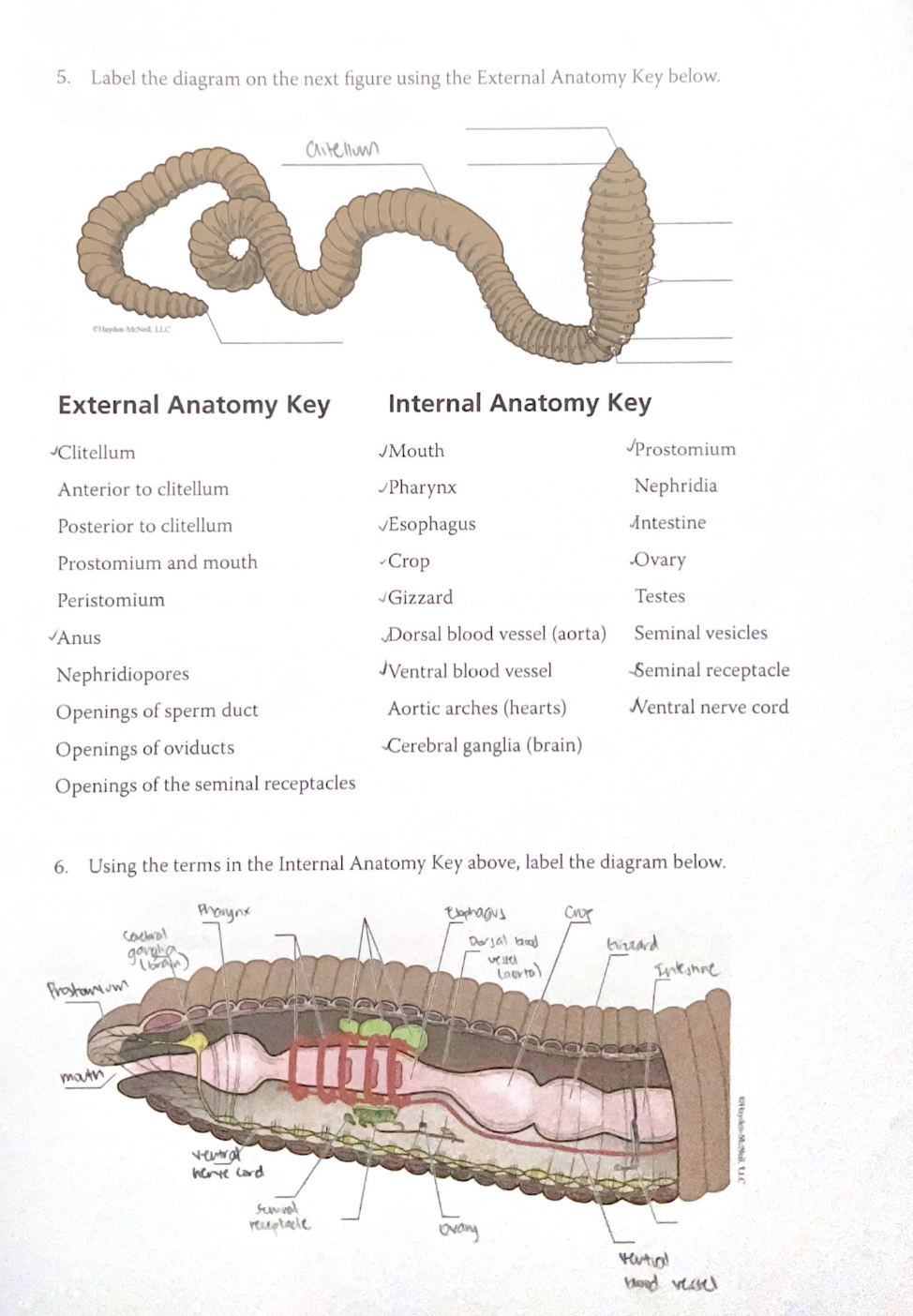 Snake External Anatomy