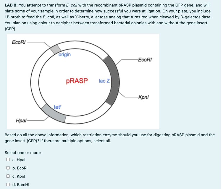 Solved LAB 8: You attempt to transform E. coli with the | Chegg.com