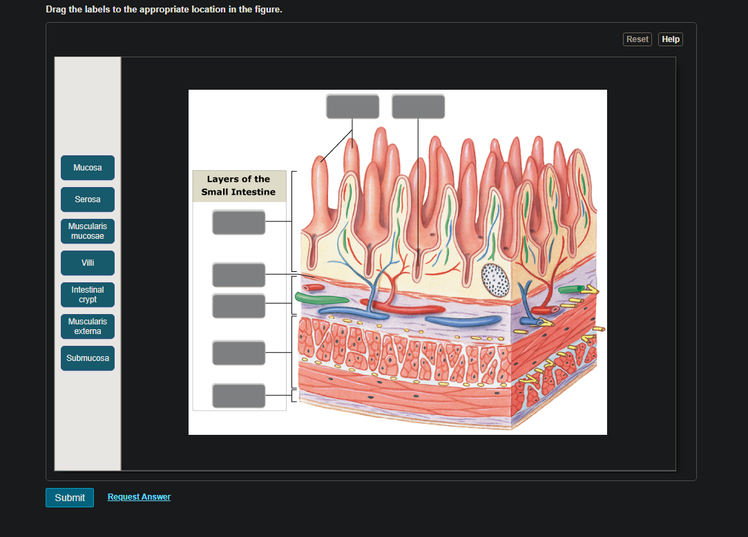 Solved Drag the labels to the appropriate location in the | Chegg.com