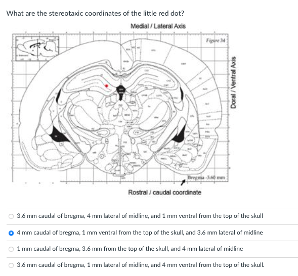 Solved What are the stereotaxic coordinates of the little | Chegg.com