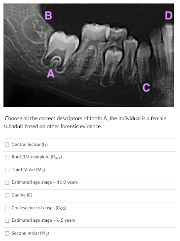 Solved Choose all the correct descriptors of tooth A, the | Chegg.com
