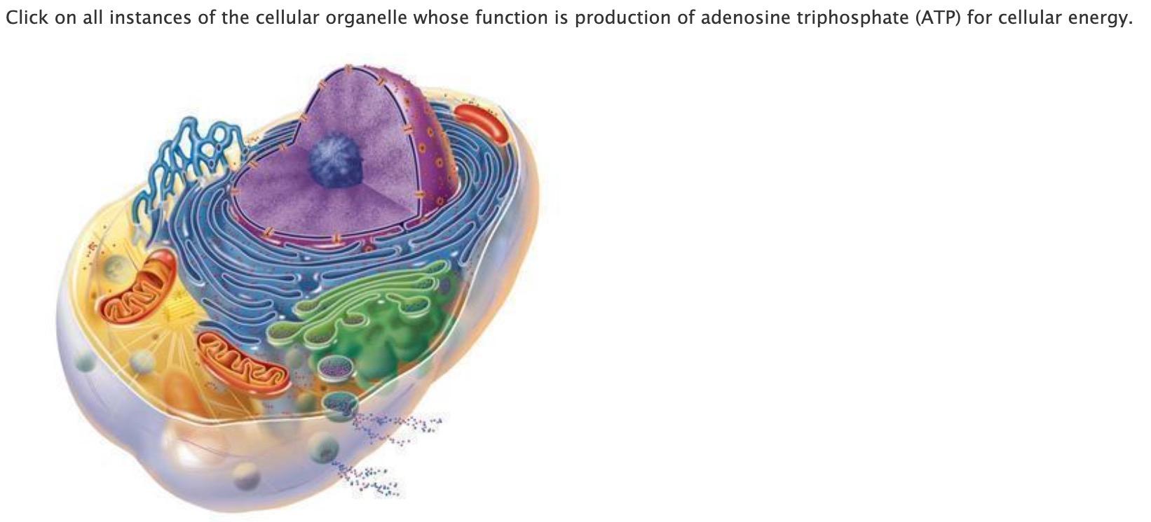Solved Write down the whole process of protein secretion: M | Chegg.com
