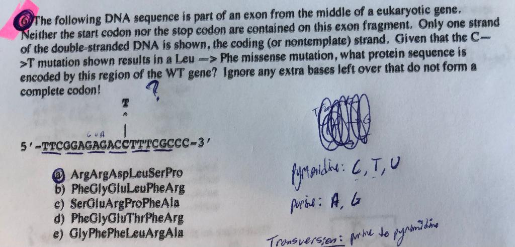 Solved The following DNA sequence is part of an exon from | Chegg.com