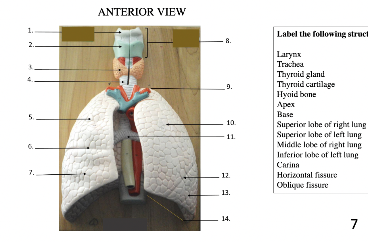 Solved Lateral View \begin{tabular}{|l|} \hline Label the | Chegg.com