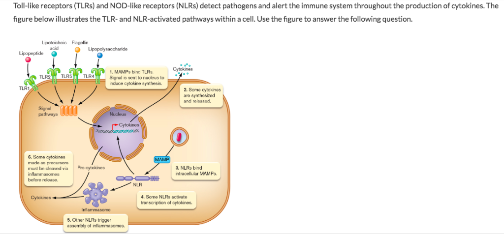 Solved Toll-like receptors (TLRs)and NOD-like receptors | Chegg.com