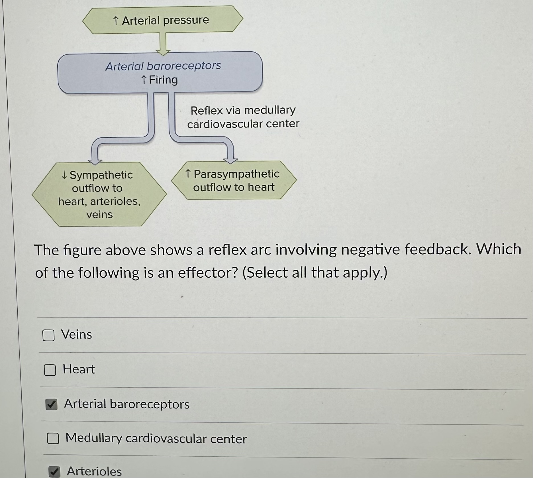 Solved The figure above shows a reflex arc involving | Chegg.com
