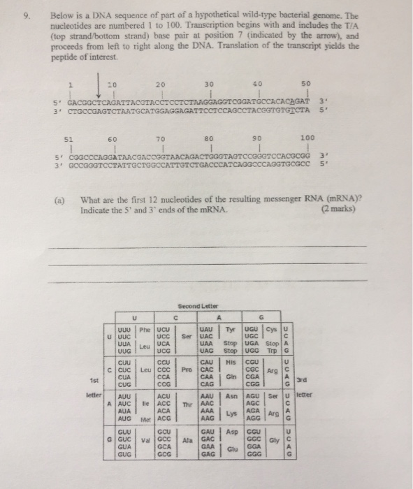 Solved Below is a DNA sequence of part of a hypothetical | Chegg.com