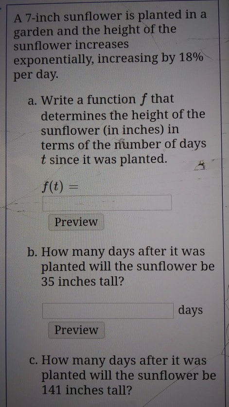 Solved A 7-inch sunflower is planted in a garden and the | Chegg.com