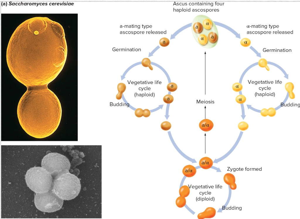 Saccharomyces Life Cycle