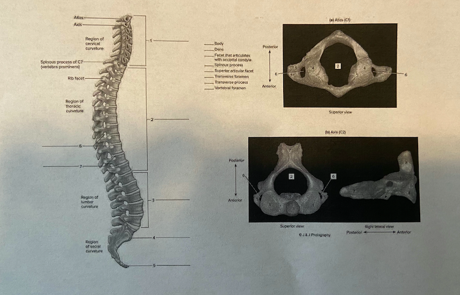 Solved (bone) 7 (bone) 2 8 (bone) bonell bone) 3 9 | Chegg.com