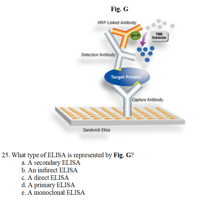 Solved Fig. G HRP-Linked Antibody HRP TMB Substrate | Chegg.com Solved Fig. G HRP-Linked Antibody HRP TMB Substrate | Chegg.com