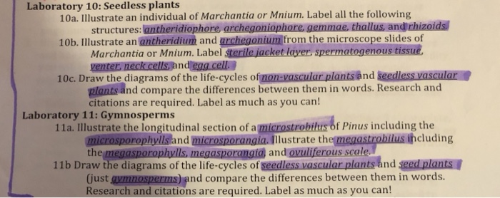 Solved Laboratory 10: Seedless plants 10a. Illustrate an | Chegg.com