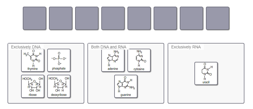 Solved Exclusively RNA 0 Exclusively DNA н,сан Anto н | Chegg.com