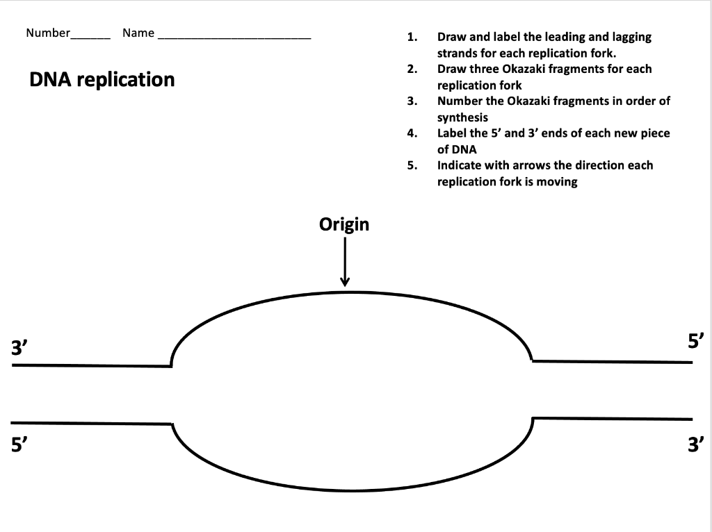 Solved Number Name 1. 2. DNA replication 3. Draw and label | Chegg.com