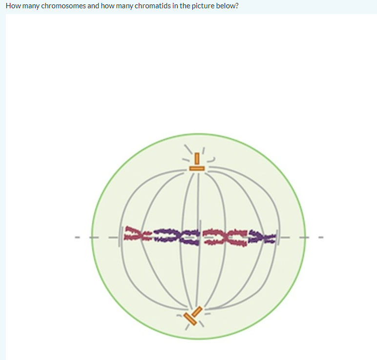Solved How many chromosomes and how many chromatids in the | Chegg.com