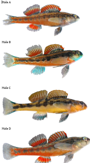 Solved There are at least 25 different ‘species concepts’ | Chegg.com