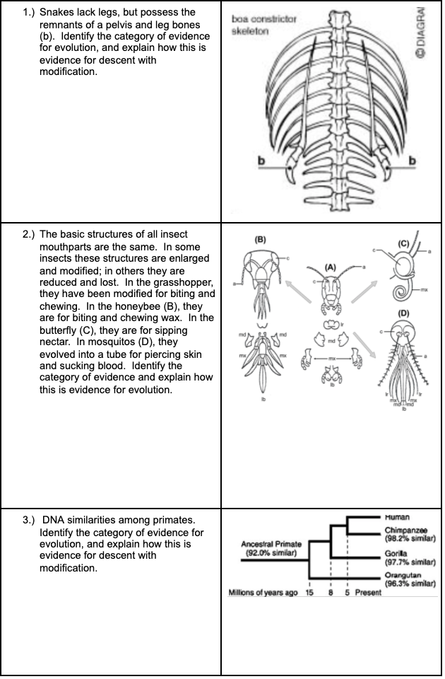 Solved boa constrictor skeleton 1.) Snakes lack legs, but | Chegg.com