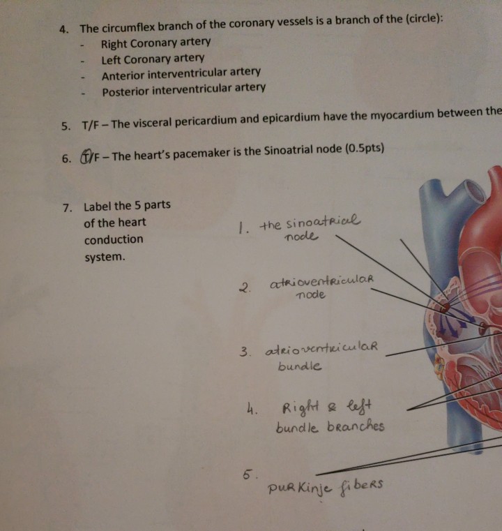 Solved The circumflex branch of the coronary vessels is a | Chegg.com
