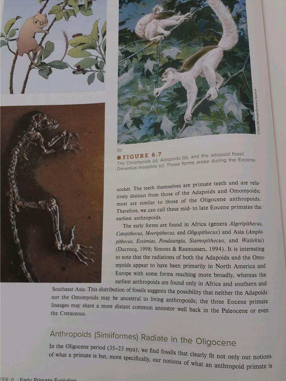 Solved Primate Evolution: For primates, a general sequence | Chegg.com