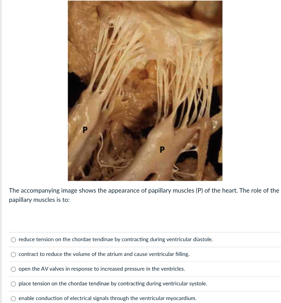 Solved Р The accompanying image shows the appearance of | Chegg.com