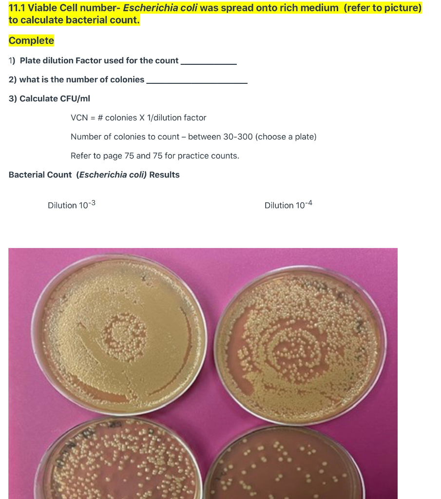Solved 11.1 Viable Cell number-Escherichia coli was spread | Chegg.com