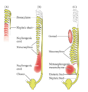 Nephrogenic Cord