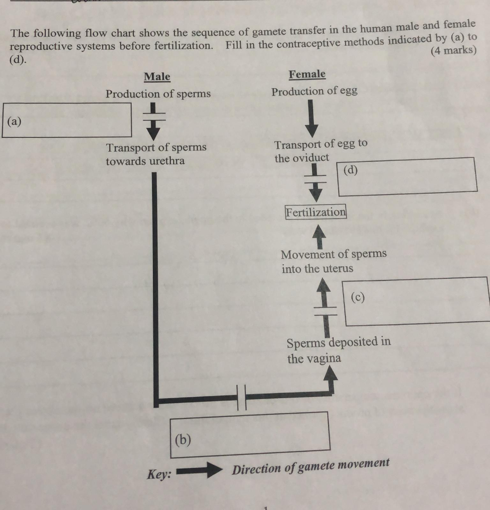 Female Reproductive System Flow Chart