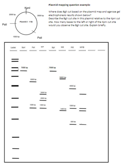 Solved Plasmid mapping question example: 3500 Where does | Chegg.com
