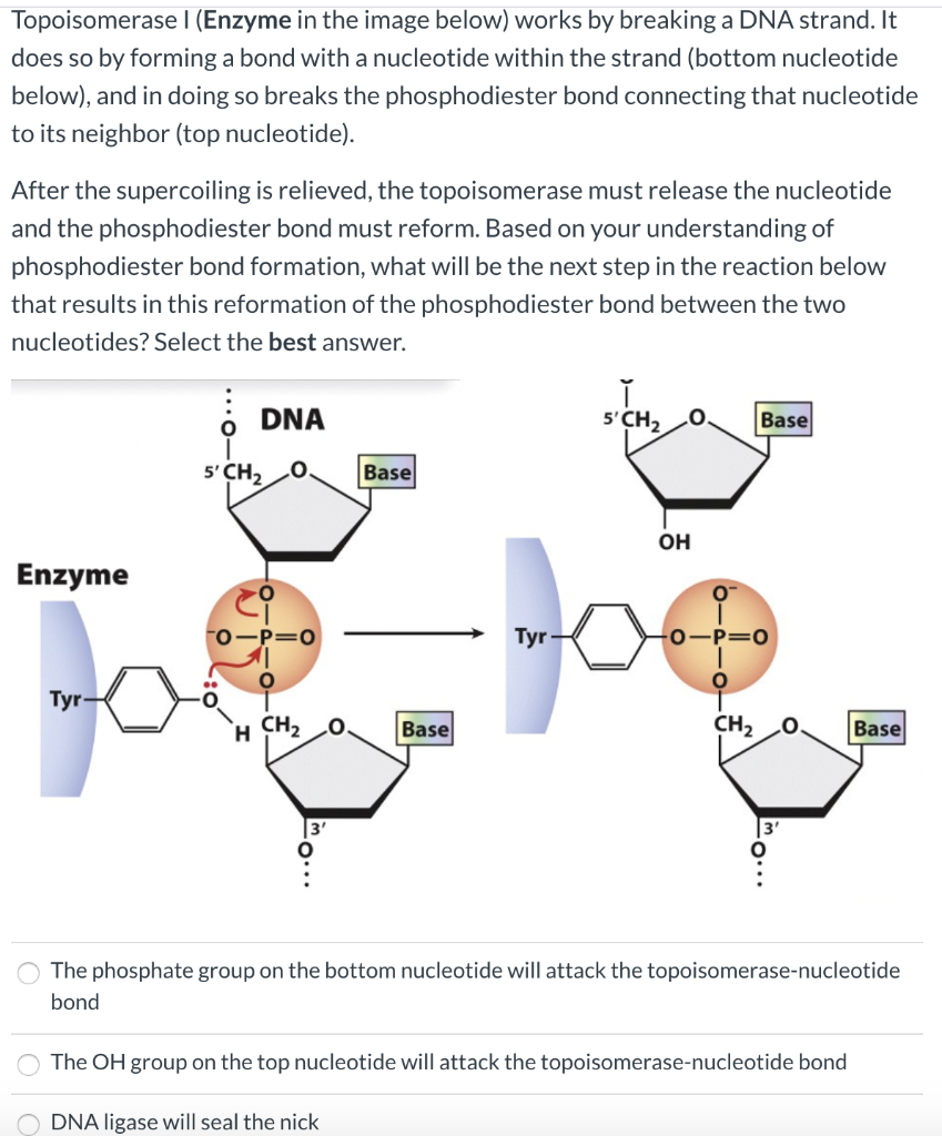 Solved Topoisomerase 1 (Enzyme in the image below) works by | Chegg.com