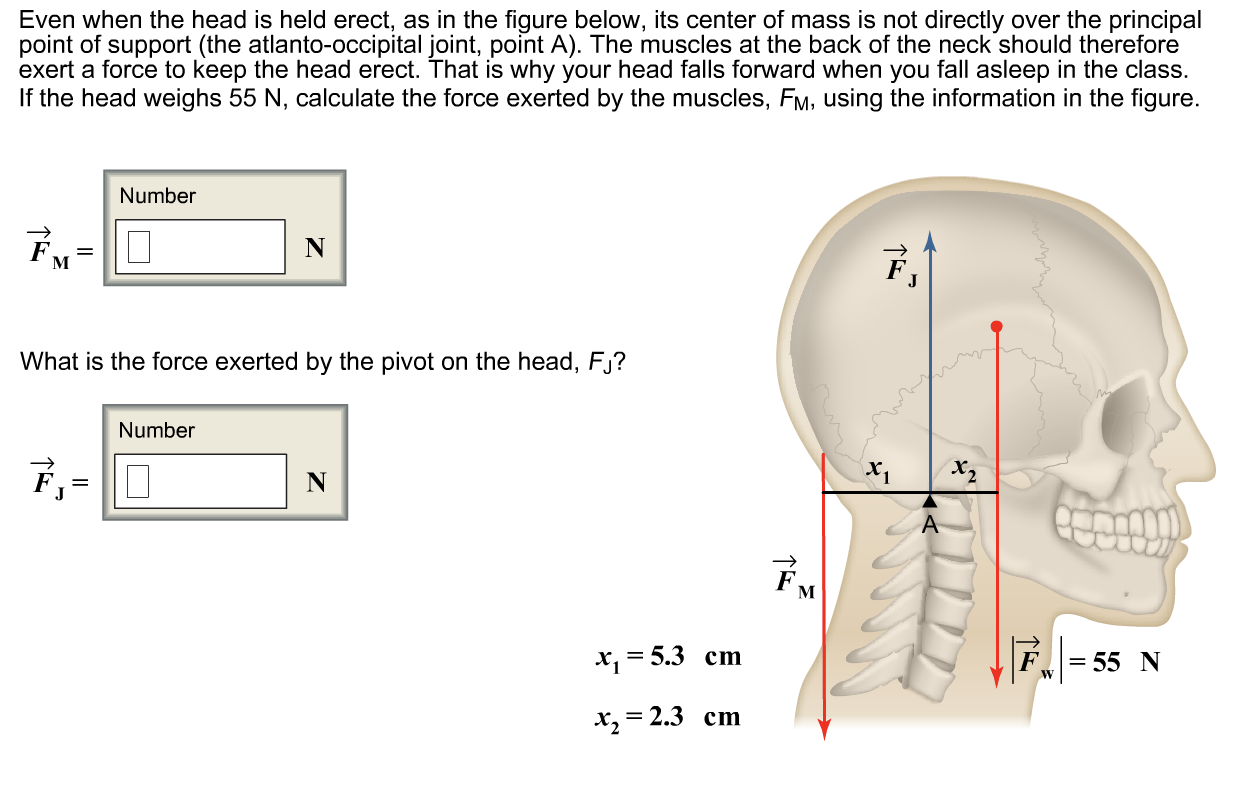 Solved Even when the head is held erect, as in the figure | Chegg.com