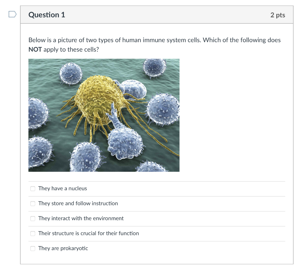 Immune System Cell Types
