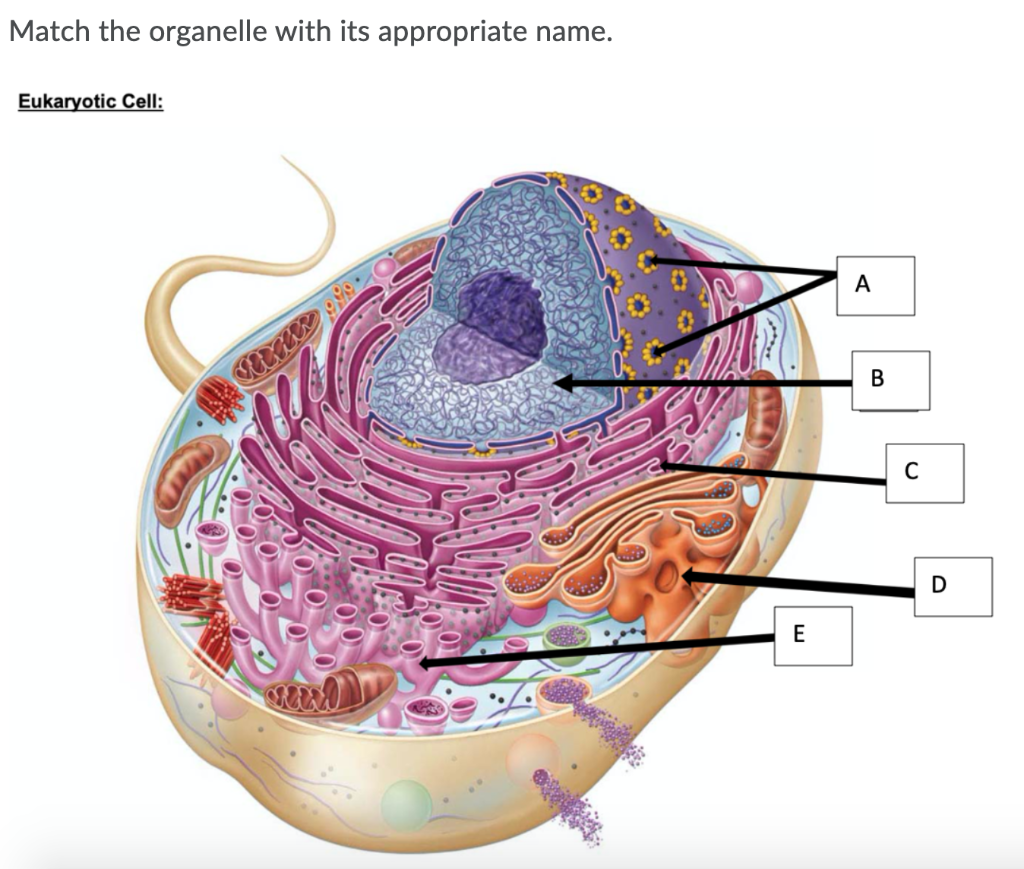 Solved Match the organelle with its appropriate name. | Chegg.com