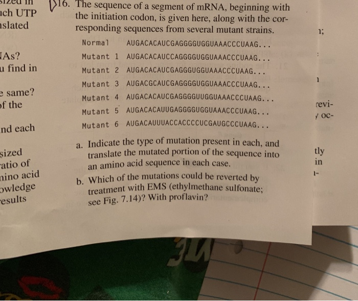 Solved lzeu ih16. The sequence of a segment of mRNA, | Chegg.com
