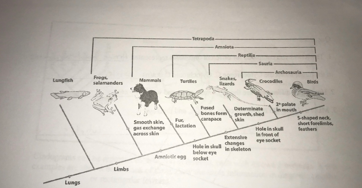 Solved 3.Based on the cladogram, If Reptilia is the clade | Chegg.com